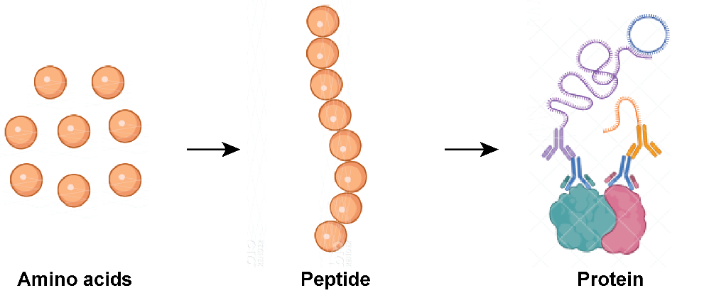 Phân tích axit amin: Khám phá bí mật về thành phần protein và quá trình ...