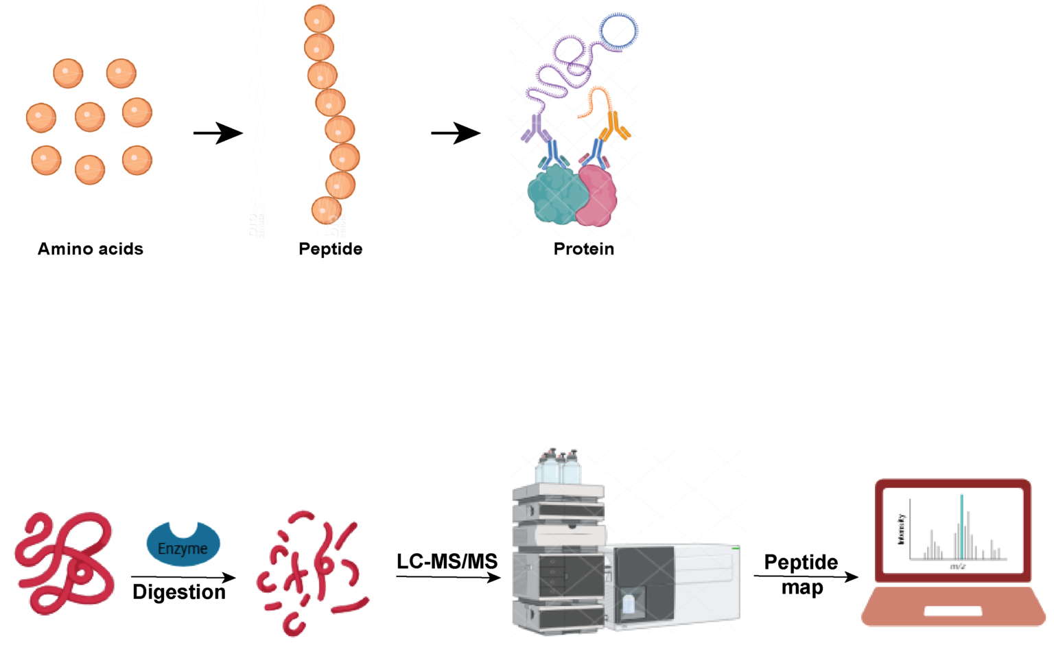 Phân tích axit amin: Khám phá bí mật về thành phần protein và quá trình ...